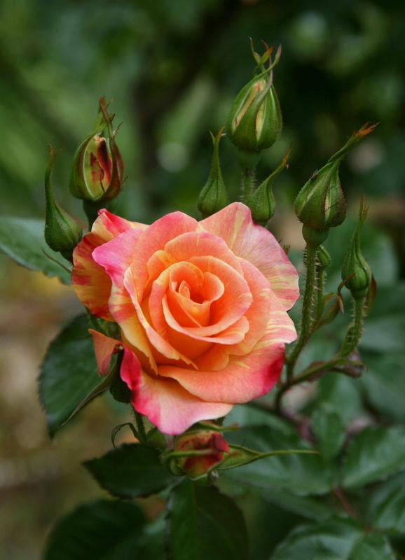 Rose (Rosa 'Jacob's Robe') in the Roses Database - Garden.org