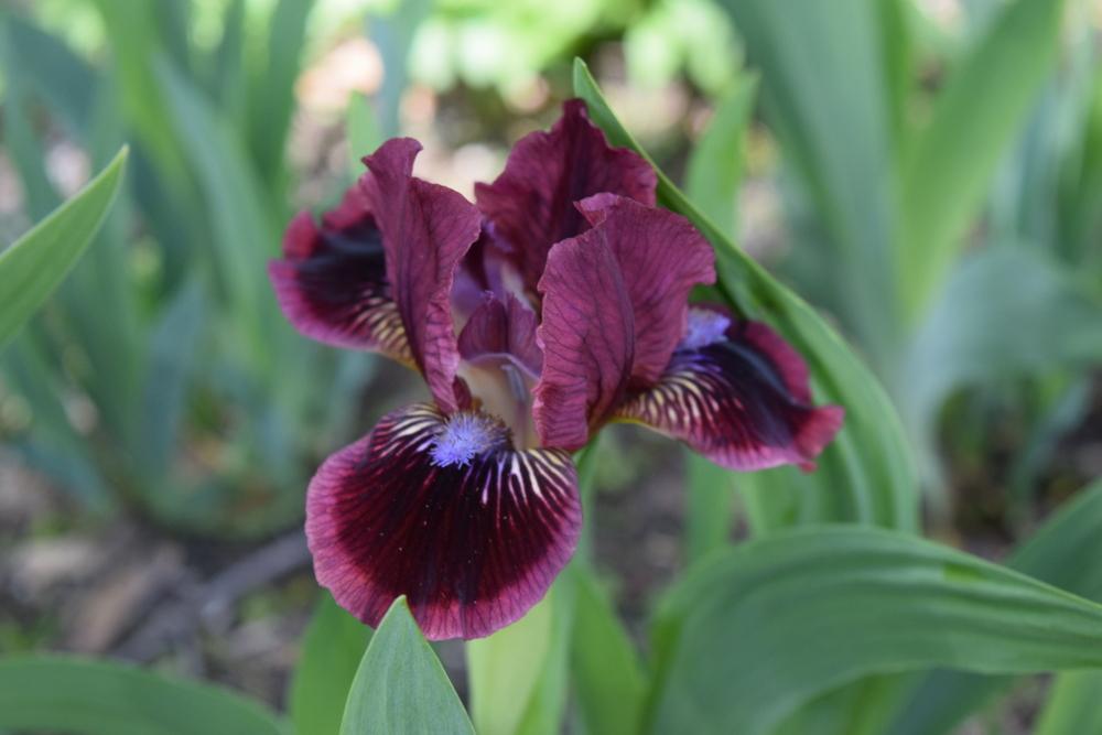 Standard Dwarf Bearded Iris (Iris 'Exotic Eyes') in the Irises Database ...