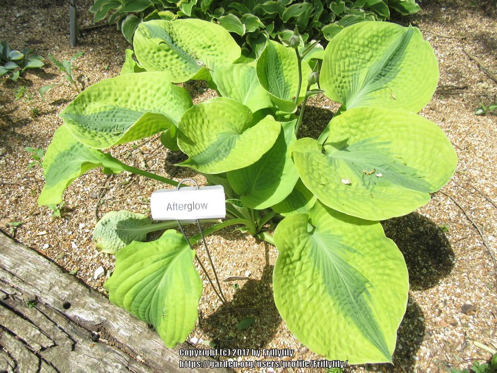 Photo of the entire plant of Hosta 'Afterglow' posted by Frillylily ...