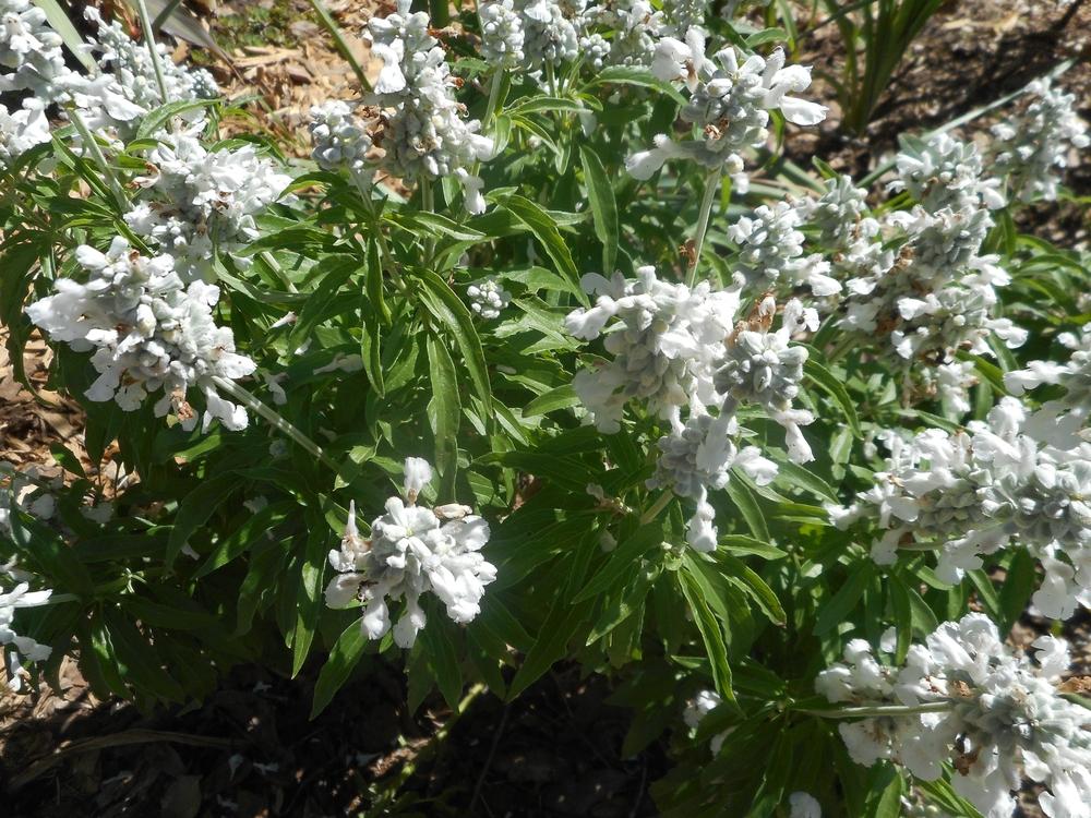 Salvia (Salvia farinacea 'Evolution White') in the Salvias Database ...