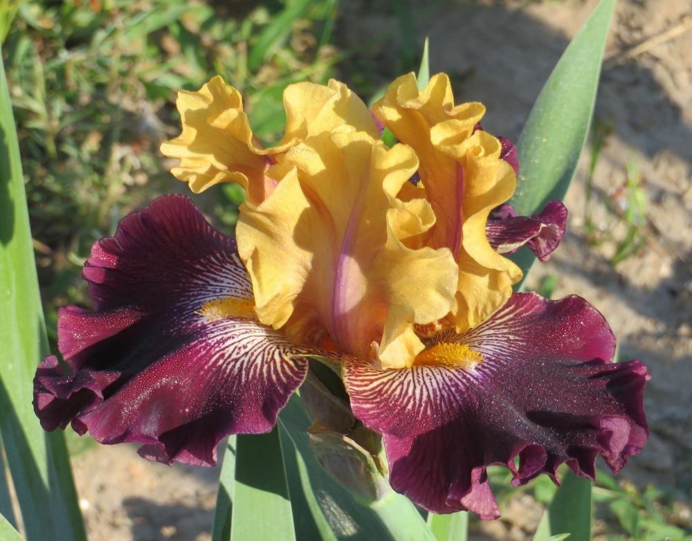 Photo of the bloom of Tall Bearded Iris (Iris 'Table for Two') posted by QHBarbie - Garden.org