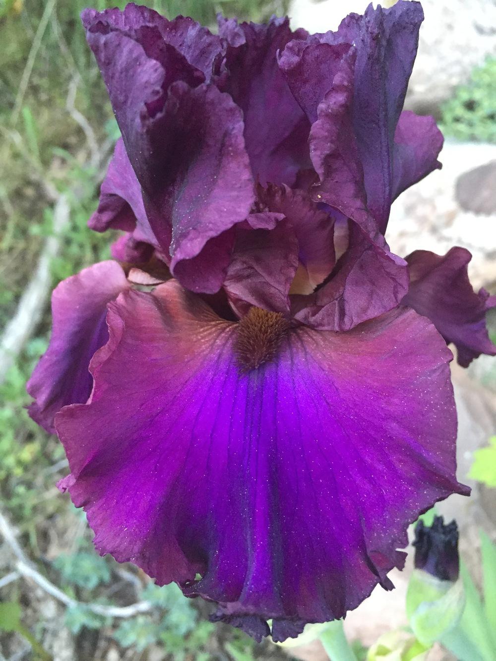 Photo of the bloom of Tall Bearded Iris (Iris 'Candy Apple Classic ...