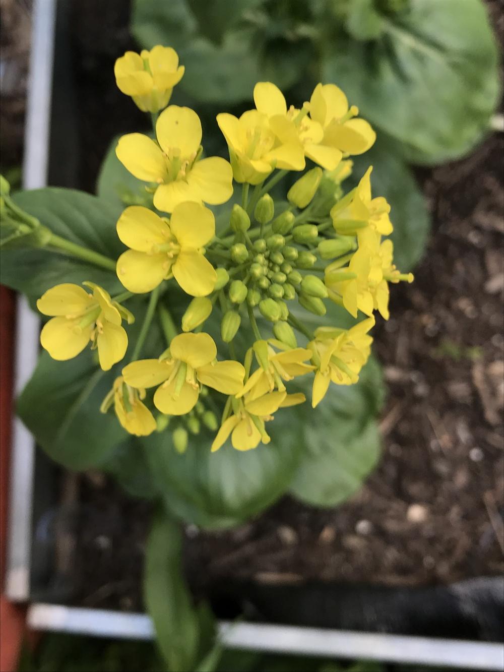 Photo of the bloom of Bok Choy (Brassica rapa 'Toy Choy') posted by ...