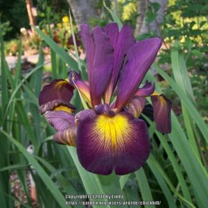 Spuria Iris (Iris 'Countess Zeppelin') in the Irises Database - Garden.org