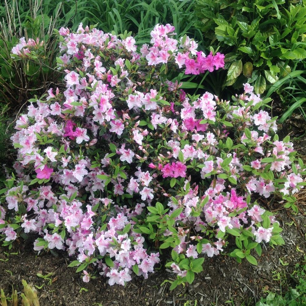 Photo of the entire plant of Rhododendron Encore® Azalea Autumn Twist ...