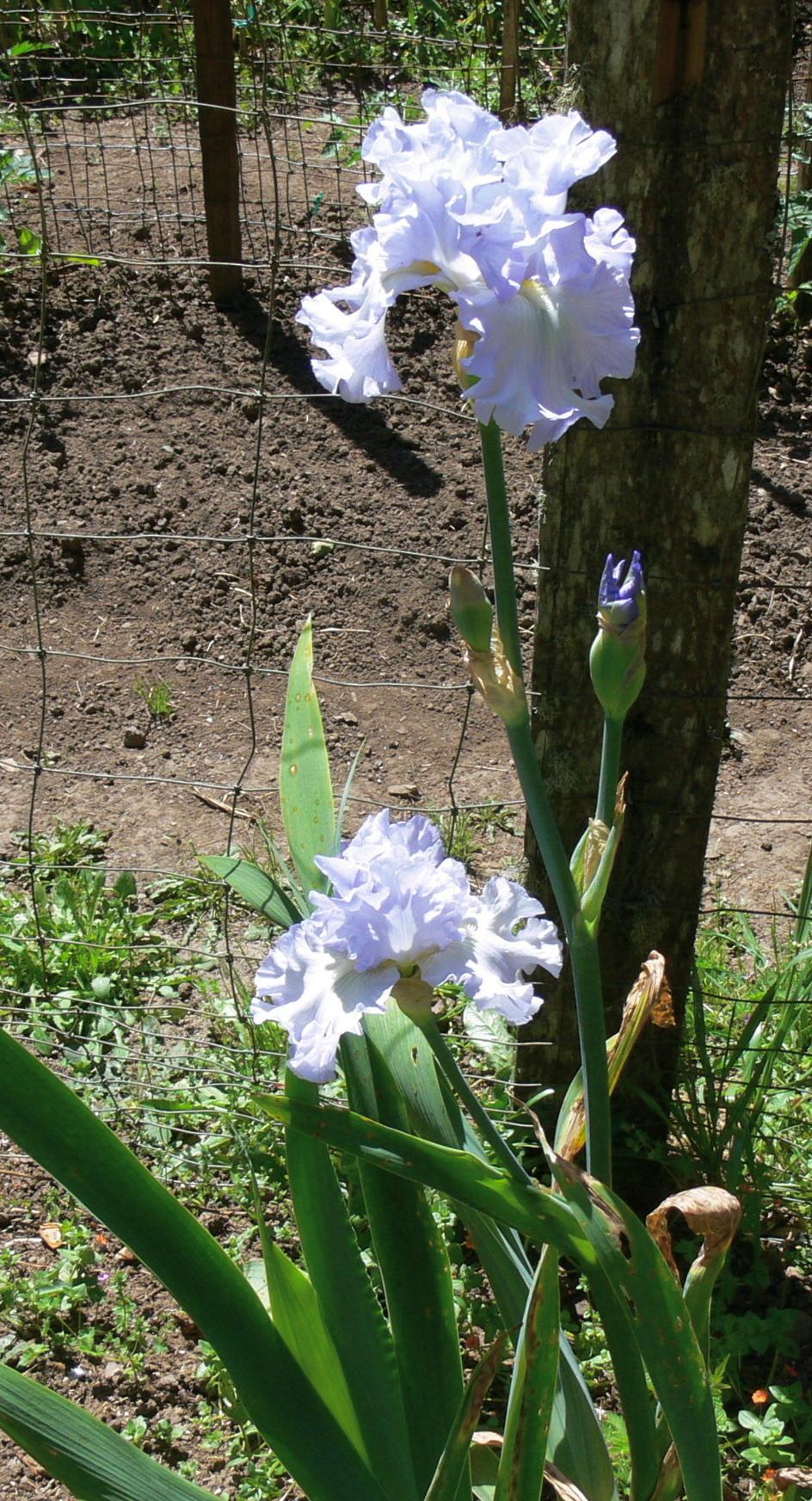 Photo of the entire plant of Tall Bearded Iris (Iris 'Absolute Treasure ...