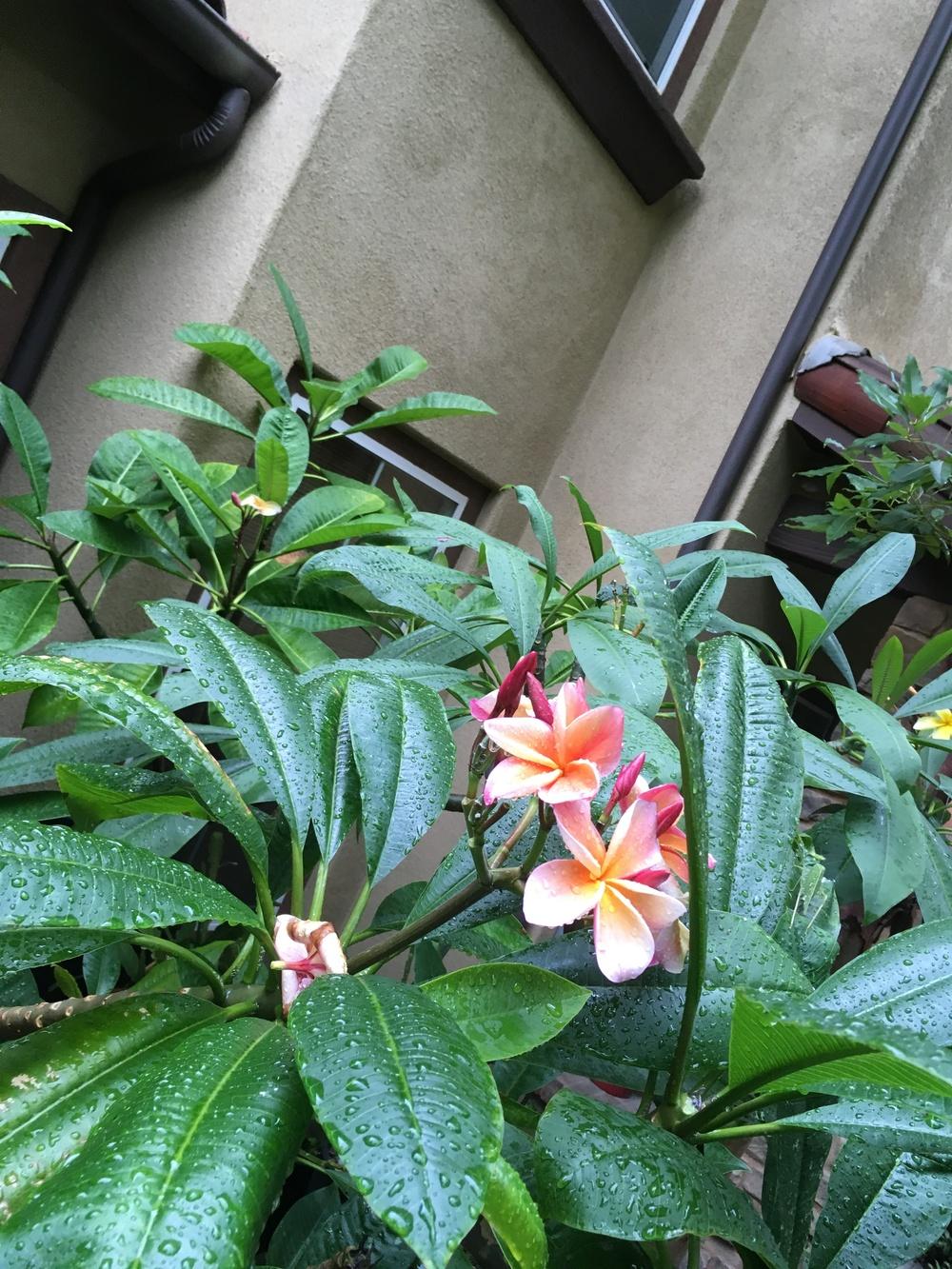 Last years Lurline bloom in the Plumeria forum - Garden.org