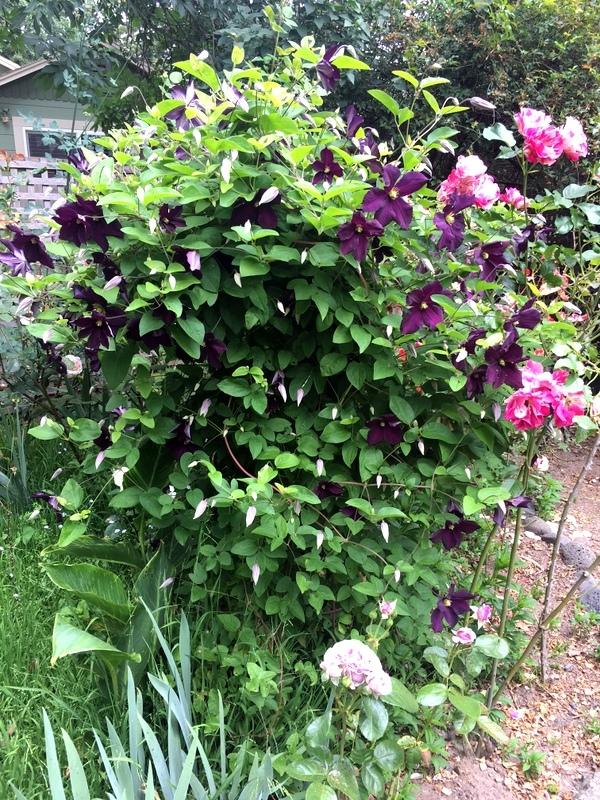 Photo of the entire plant of Clematis 'Romantika' posted by Calif_Sue ...