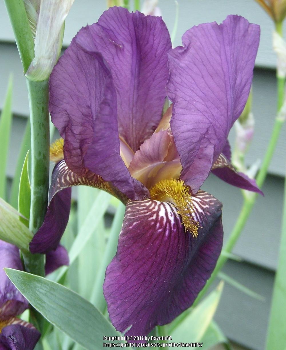 Tall Bearded Iris (Iris 'Senlac') in the Irises Database - Garden.org