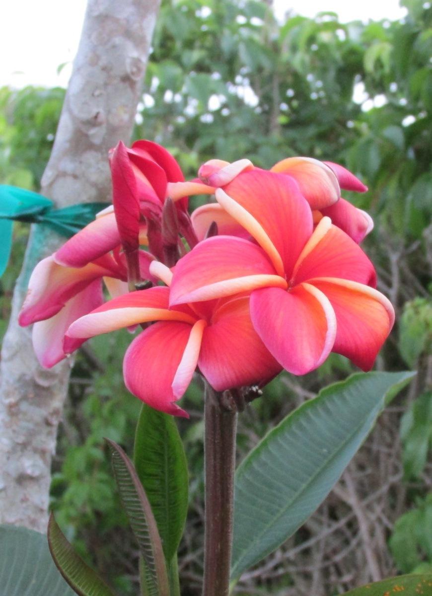 Last years Lurline bloom in the Plumeria forum - Garden.org