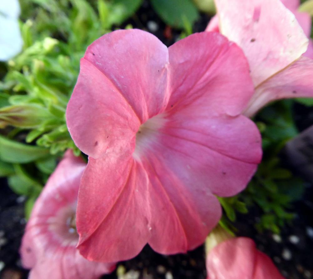 Milliflora Spreading/Trailing Petunia (Petunia Supertunia® Bermuda ...