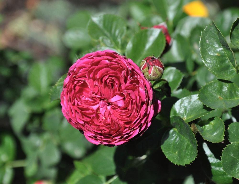 Rose (Rosa 'Askot') in the Roses Database - Garden.org