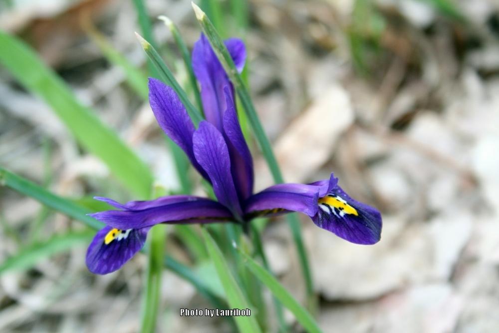 Reticulated Iris (Iris reticulata 'Spring Time') in the Irises Database ...