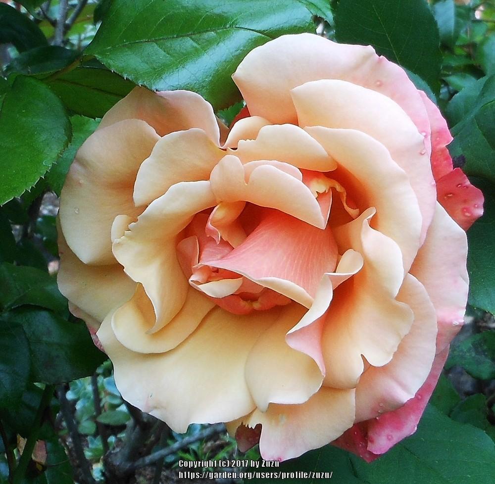 Photo of the bloom of Rose (Rosa 'Tuscan Sun') posted by zuzu - Garden.org