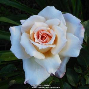 Rose (Rosa 'Smooth Angel') in the Roses Database - Garden.org