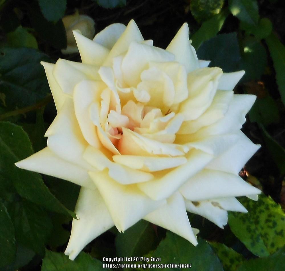 Photo of the bloom of Rose (Rosa 'Reve d'Or') posted by zuzu - Garden.org