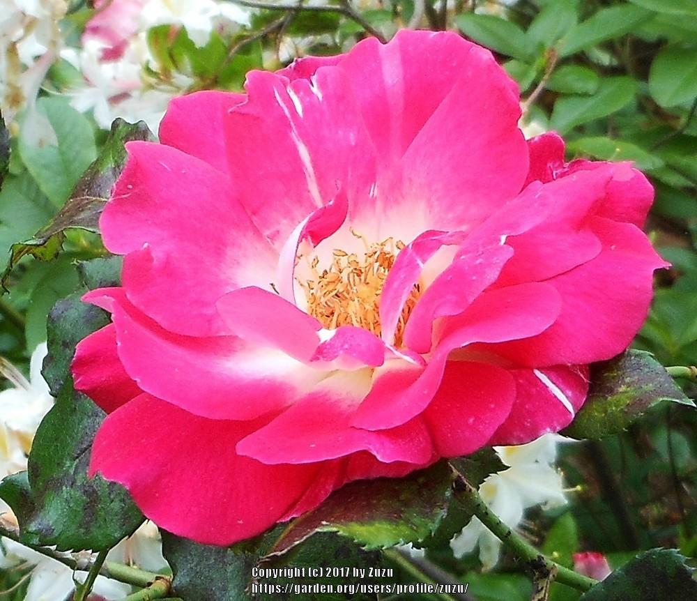 Rose (Rosa 'Winifred Coulter, Cl.') in the Roses Database - Garden.org