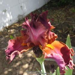 Tall Bearded Iris (Iris 'Far Engine') in the Irises Database - Garden.org