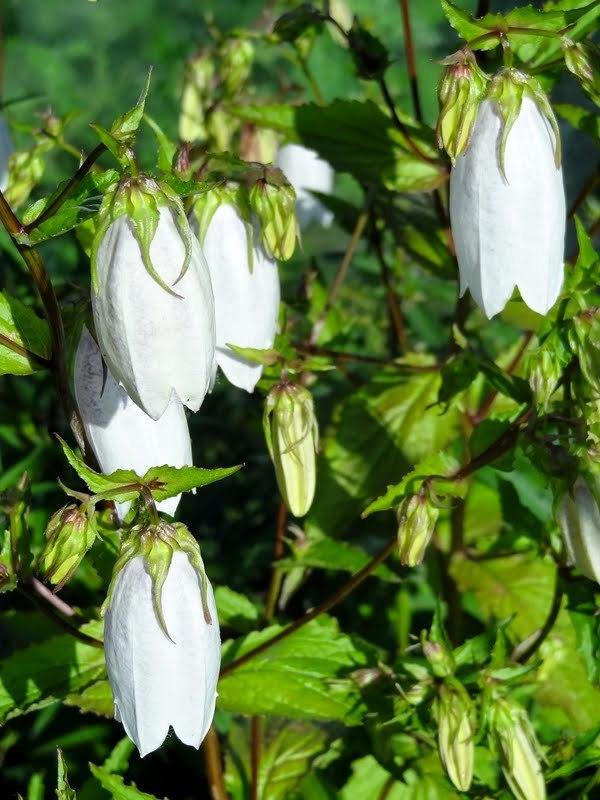 Photo of the bloom of Spotted Bellflower (Campanula punctata 'Alba ...