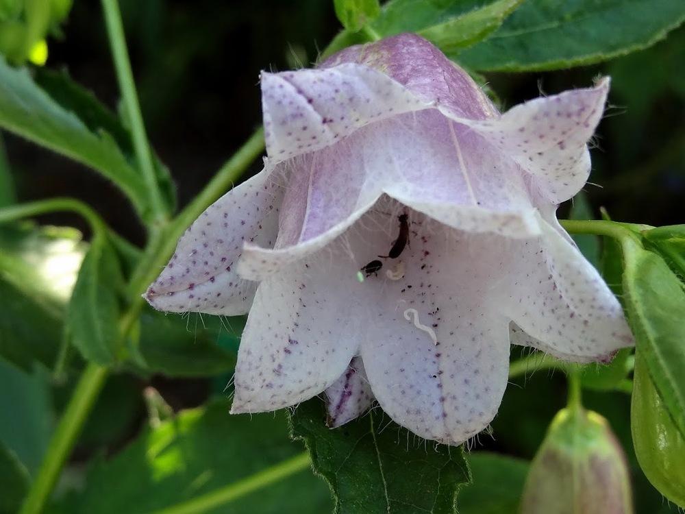 Photo of the bloom of Spotted Bellflower (Campanula punctata ...