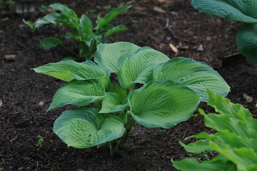 Hosta 'Color Glory' in the Hostas Database - Garden.org