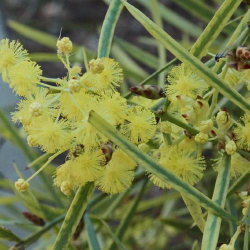 Flinders Ranges Wattle (Acacia iteaphylla) - Garden.org