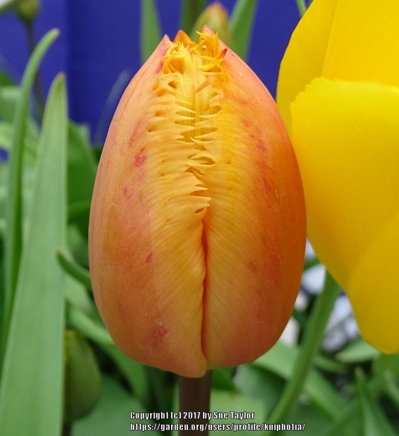 Photo of the bloom of Fringed Tulip (Tulipa 'Lambada') posted by ...