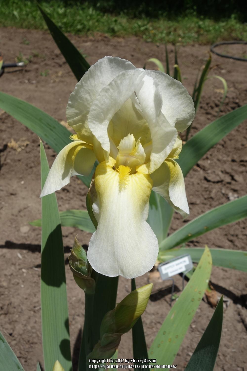 Tall Bearded Iris (Iris 'Mary E. Nicholls') in the Irises Database ...