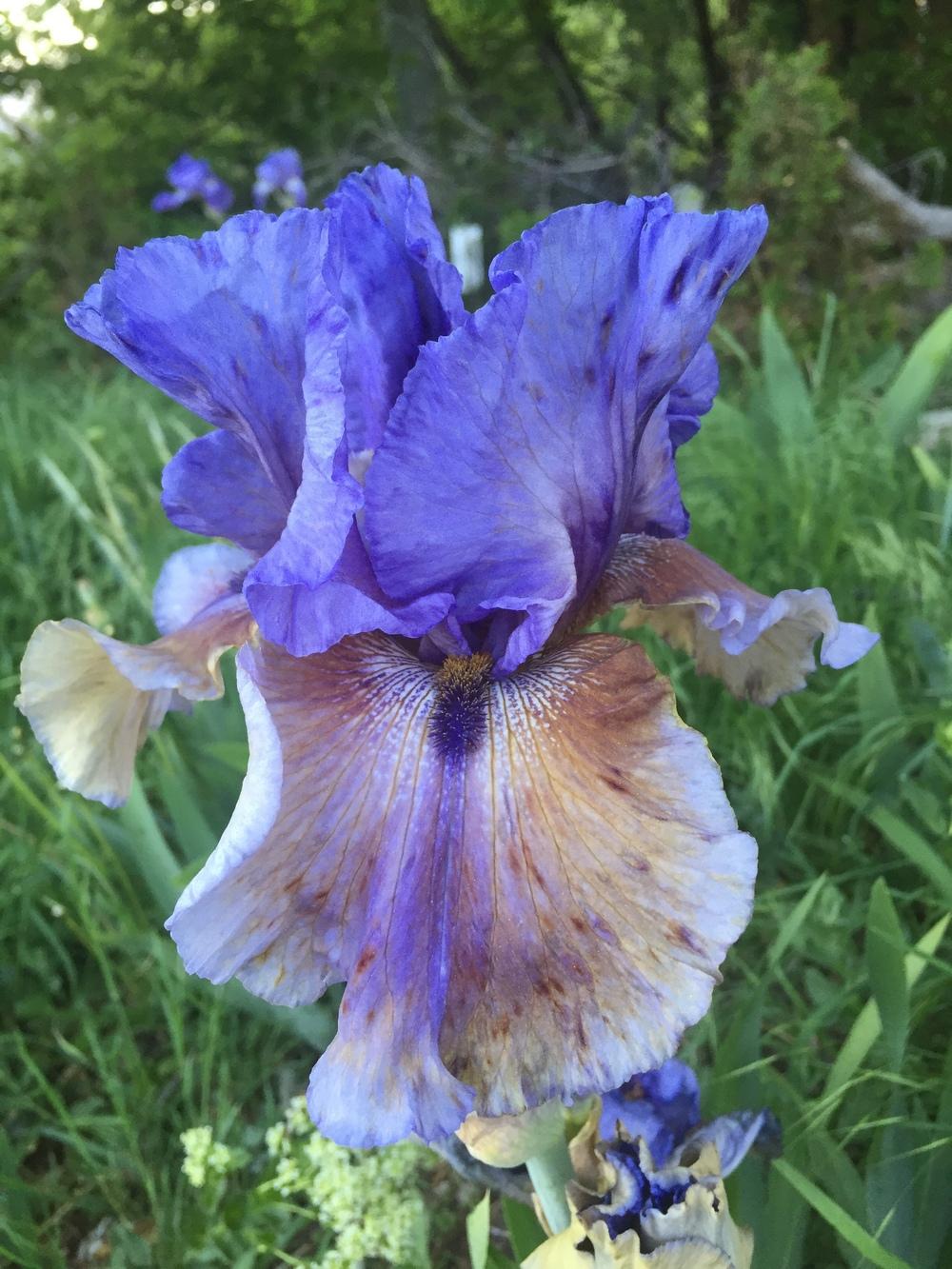 Photo of the bloom of Tall Bearded Iris (Iris 'Comic Opera') posted by ...
