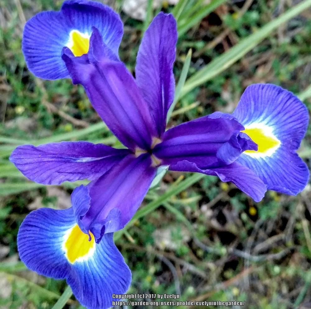 Dutch Iris (Iris x hollandica 'Blue Magic') in the Irises Database ...