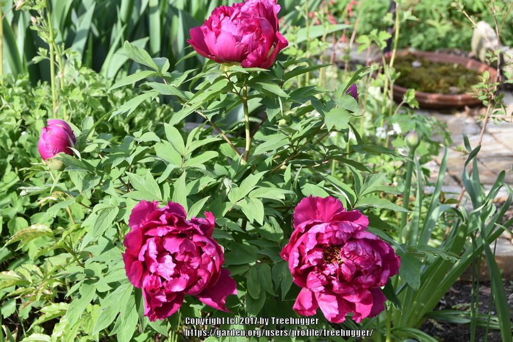 Photo of the bloom of Japanese Tree Peony (Paeonia x suffruticosa ...