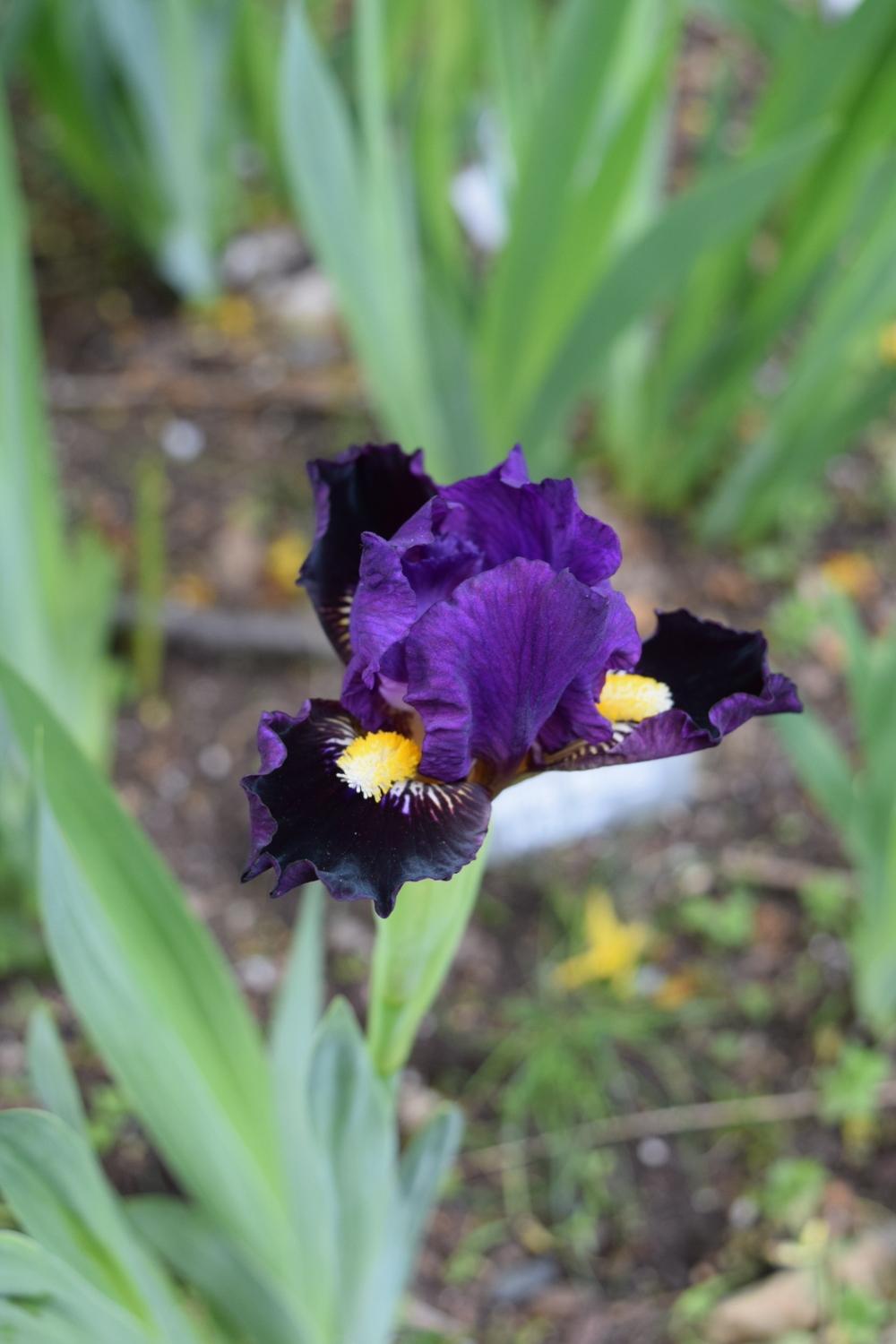 Standard Dwarf Bearded Iris (Iris 'Beckoning') in the Irises Database ...