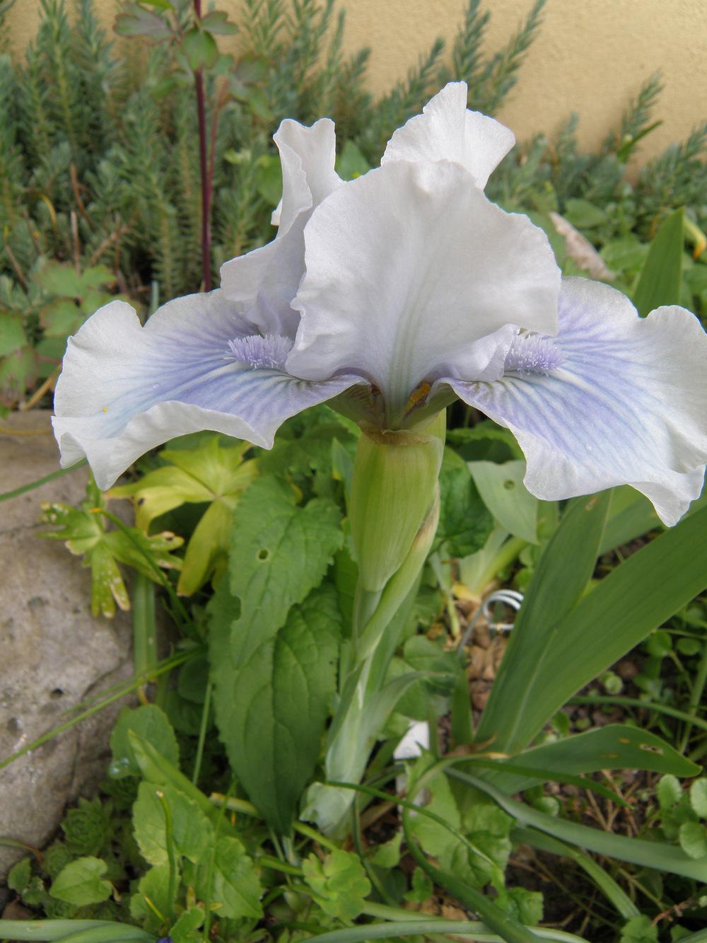 Photo of the entire plant of Standard Dwarf Bearded Iris (Iris 'Bombay ...