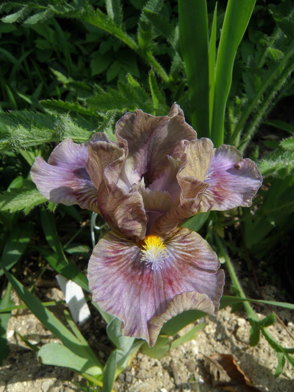 Standard Dwarf Bearded Iris (Iris 'Cincillà') in the Irises Database ...