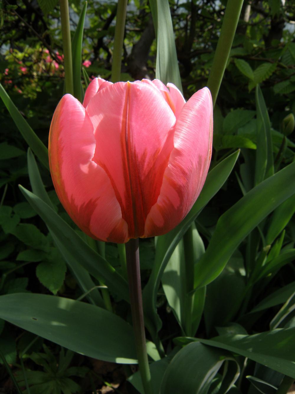 Tulip (Tulipa 'Pretty Princess') in the Tulips Database - Garden.org