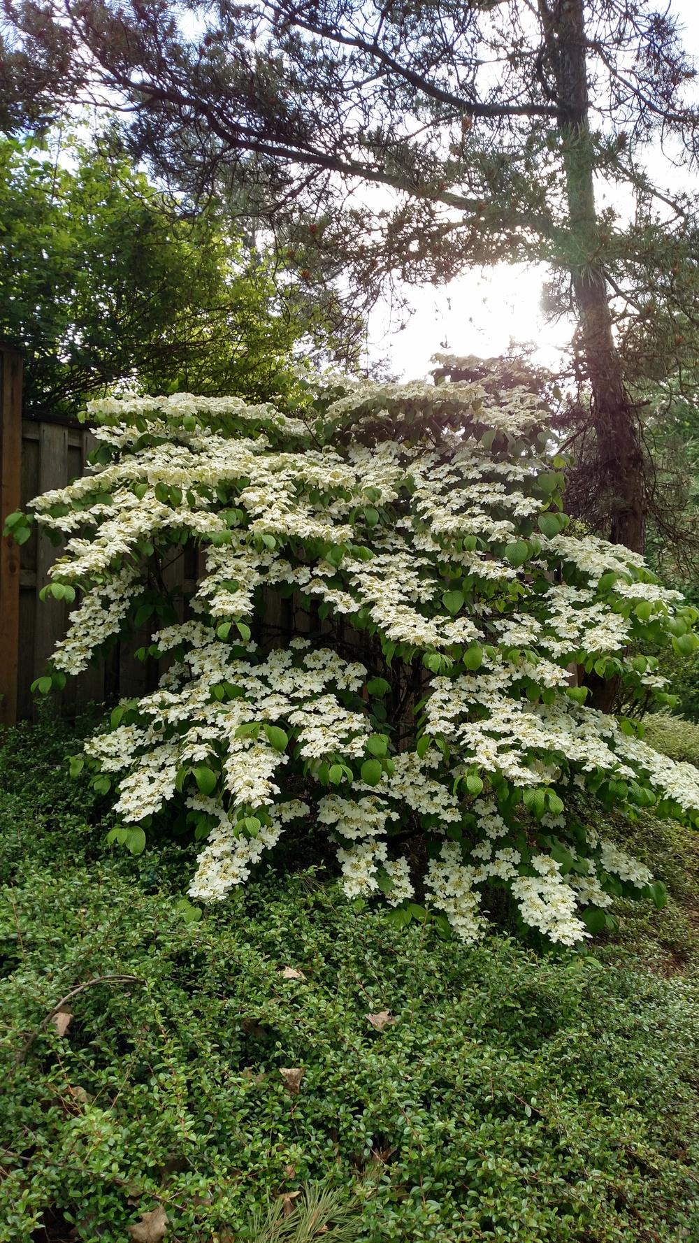 Viburnums: Plant Care and Collection of Varieties - Garden.org