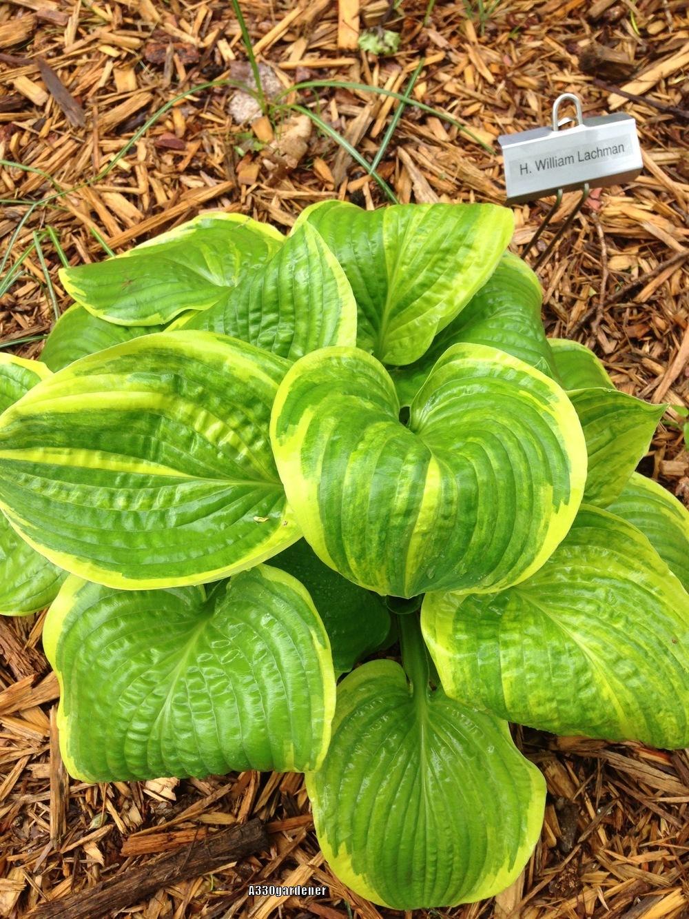 Hosta 'William Lachman' in the Hostas Database - Garden.org