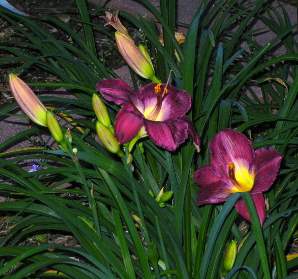 Photo of the bloom of Daylily (Hemerocallis 'Apollodorus') posted by ...