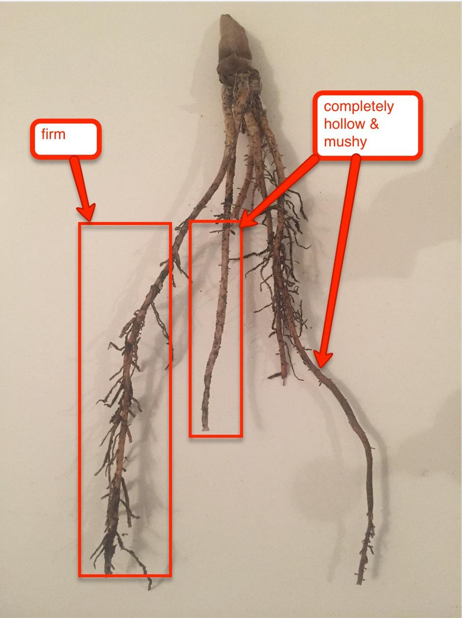 Does my Bamboo Palm have root rot? in the Houseplants forum - Garden.org