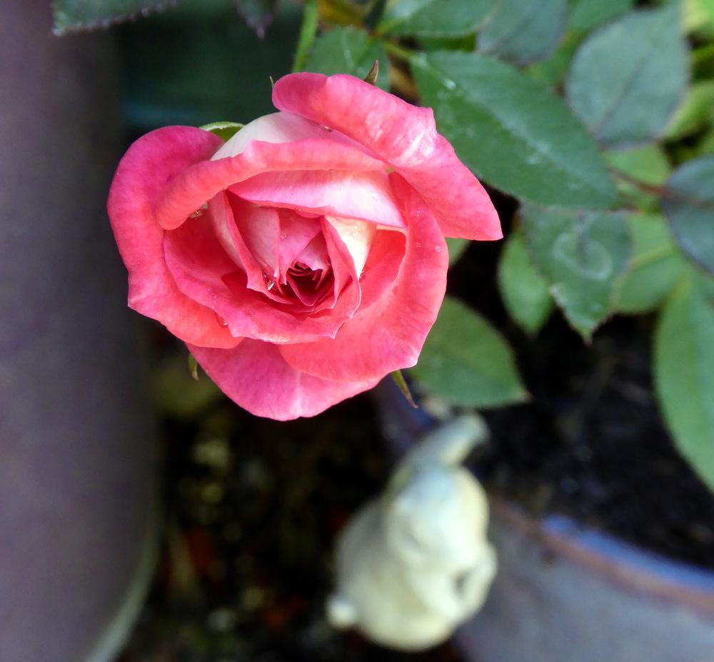 Rose (Rosa 'Andrea') in the Roses Database - Garden.org