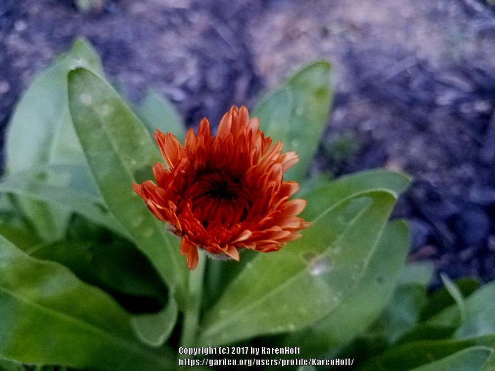 Photo of the bloom of Pot Marigold (Calendula officinalis 'Zeolights ...