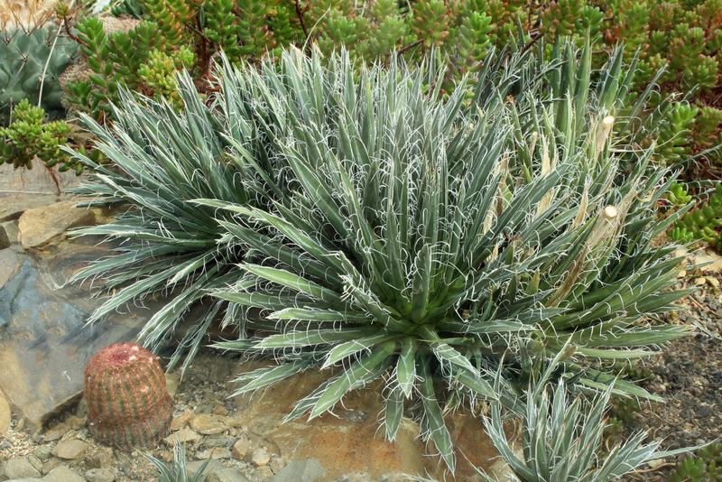 Hummingbird Agave (Agave polianthiflora) in the Agaves Database ...