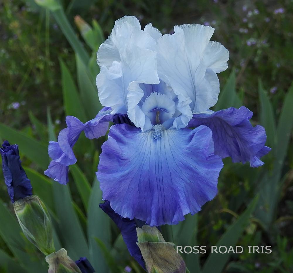 Tall Bearded Iris (Iris 'Royal Crusader') in the Irises Database ...