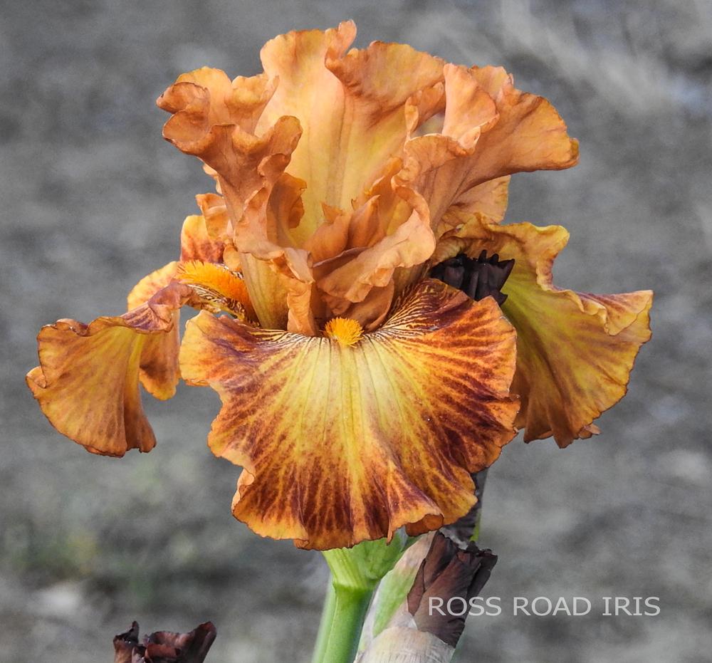 Photo of the bloom of Tall Bearded Iris (Iris 'Classic Suede') posted ...