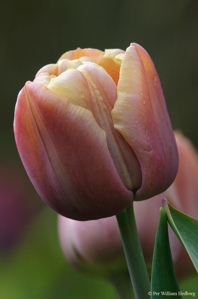 Photo of the closeup of buds, sepals and receptacles of Tulip (Tulipa ...