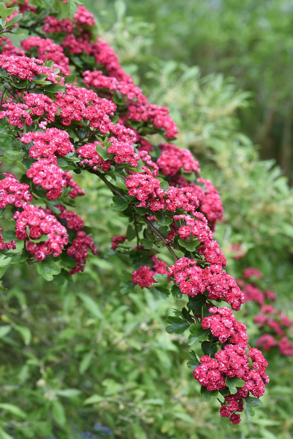 English Hawthorn (Crataegus laevigata 'Paul's Scarlet') - Garden.org