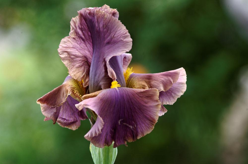 Photo of the bloom of Tall Bearded Iris (Iris 'Coffee Jitters') posted ...