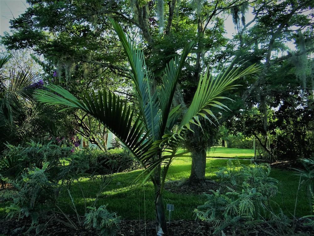 Photo of the entire plant of Satake Palm (Satakentia liukiuensis ...
