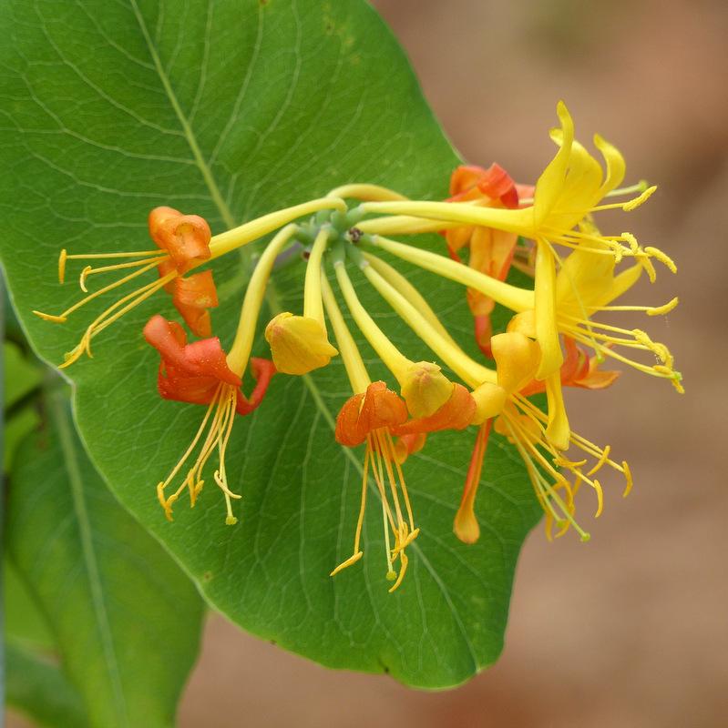 Photo of the bloom of Yellow Honeysuckle (Lonicera flava) posted by ...