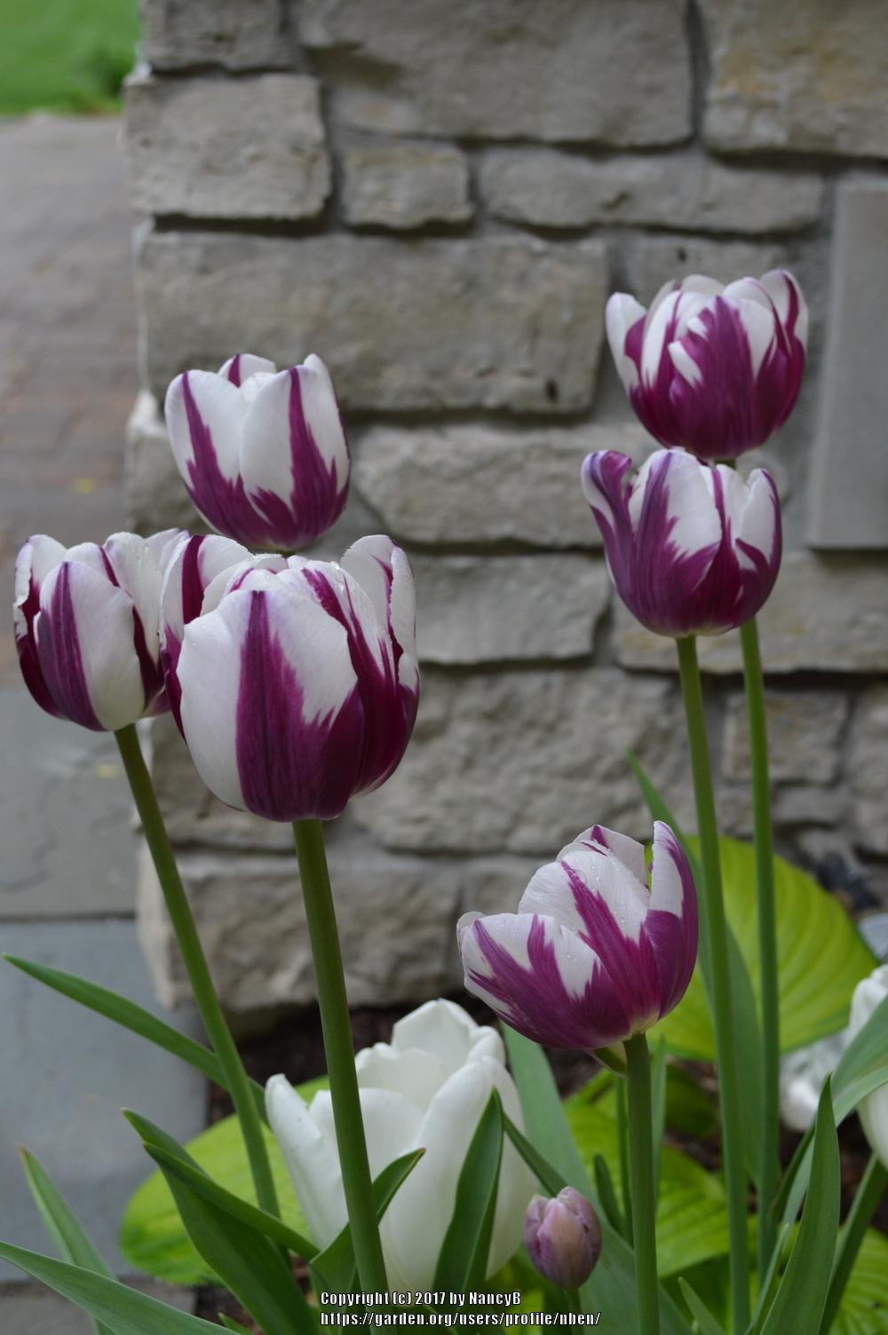 Photo of the bloom of Triumph Tulip (Tulipa 'Rembrandt's Favorite ...